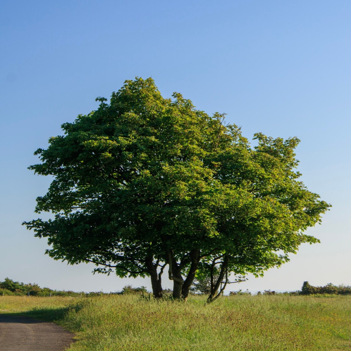 Berry Head – picture quest